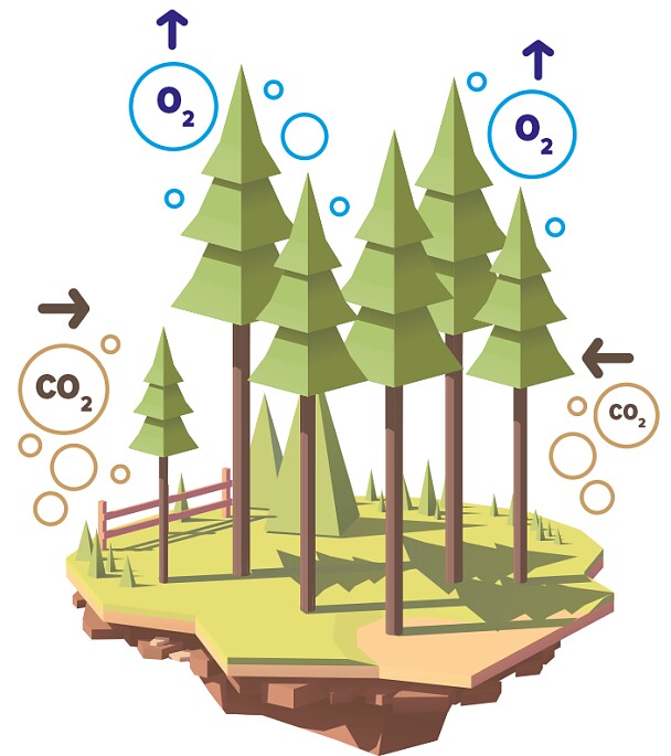 A Green Oasis in the Desert - tesa