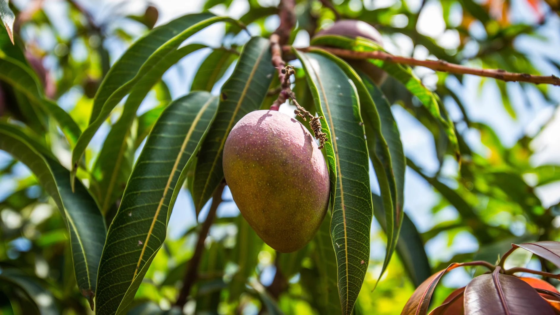 New trees in the world - tesa